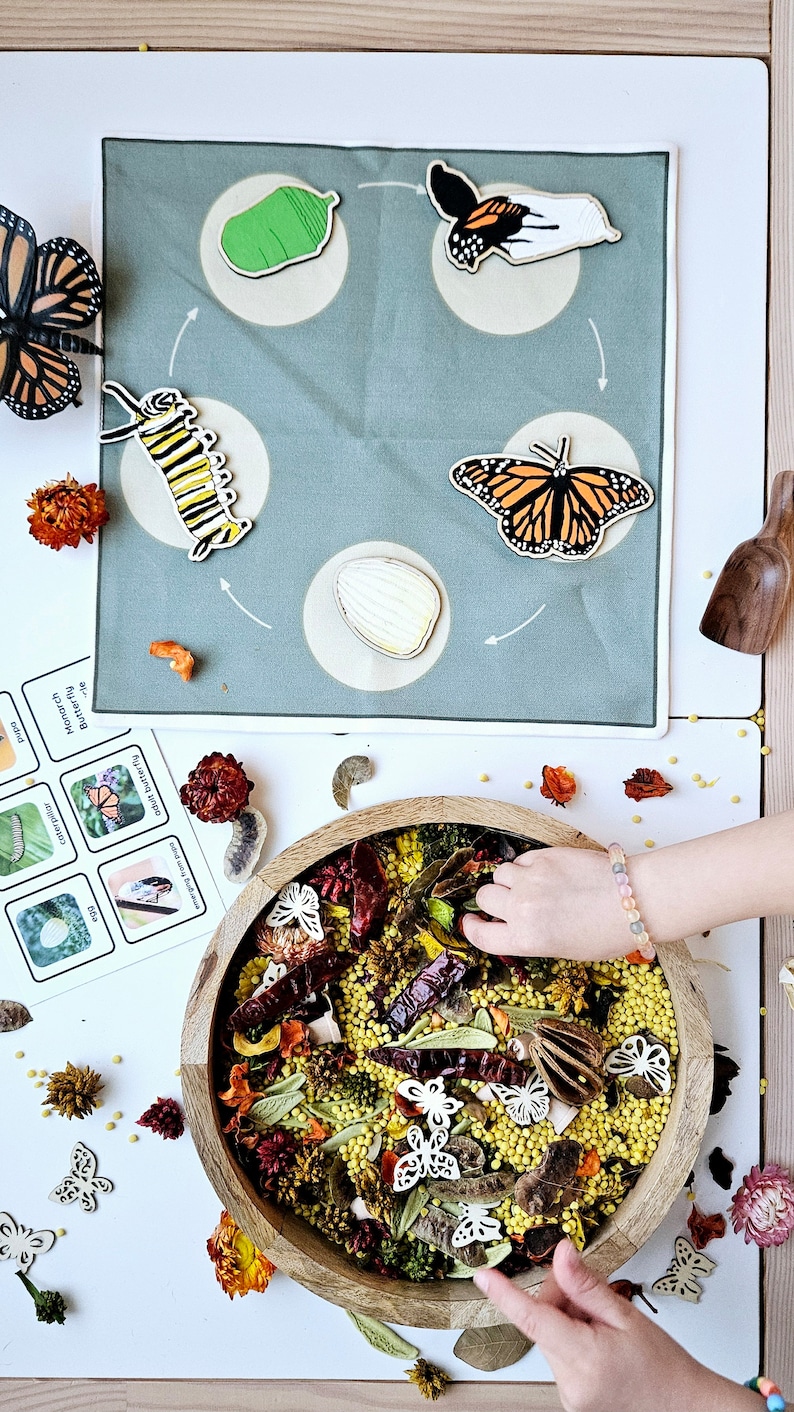 Monarch Butterfly Lifecycle, Sensory Play Shapes hand Drawn - Etsy