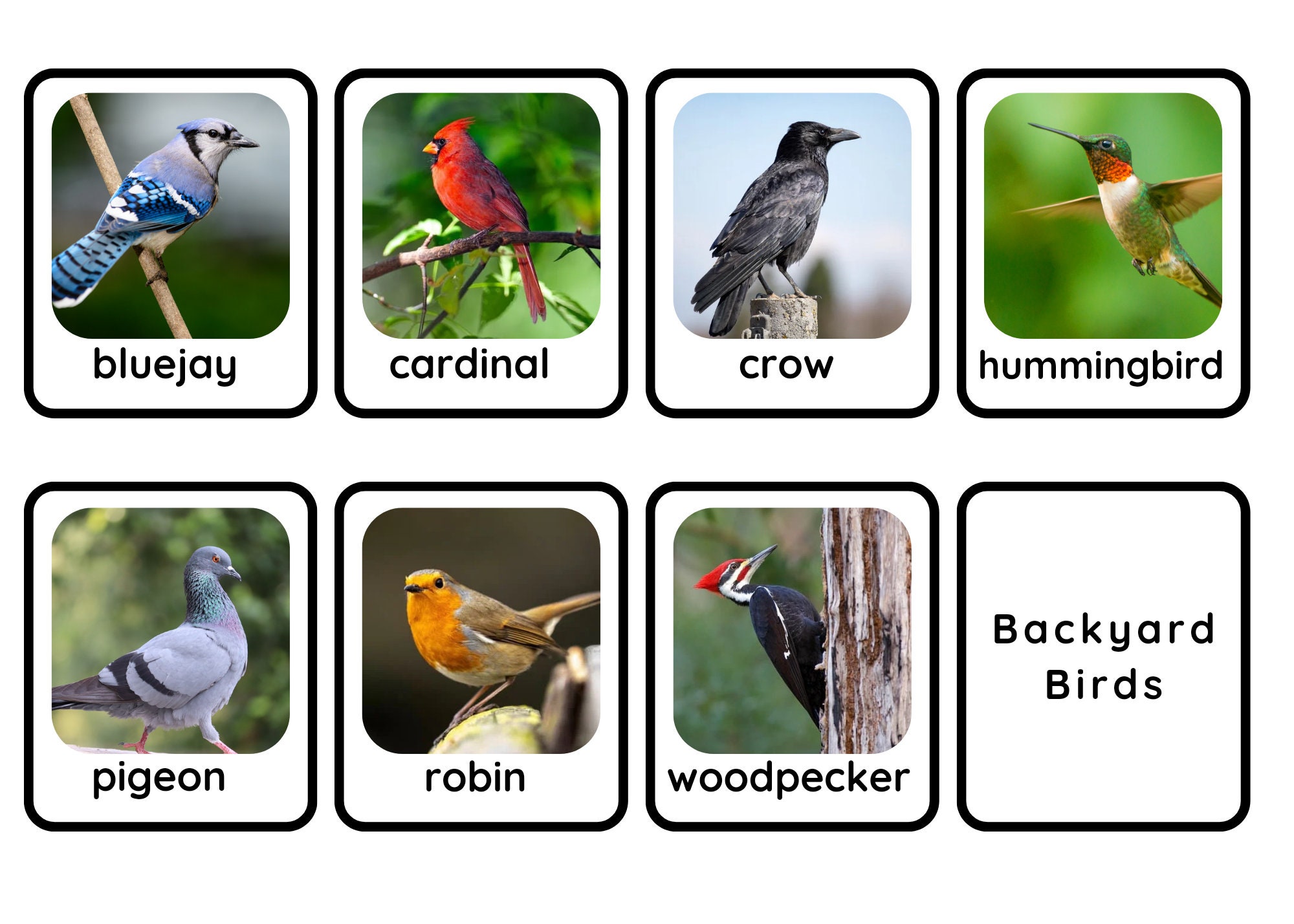 DIY Backyard Birds Educational Wood Garland Craft hand Drawn Paint and ...