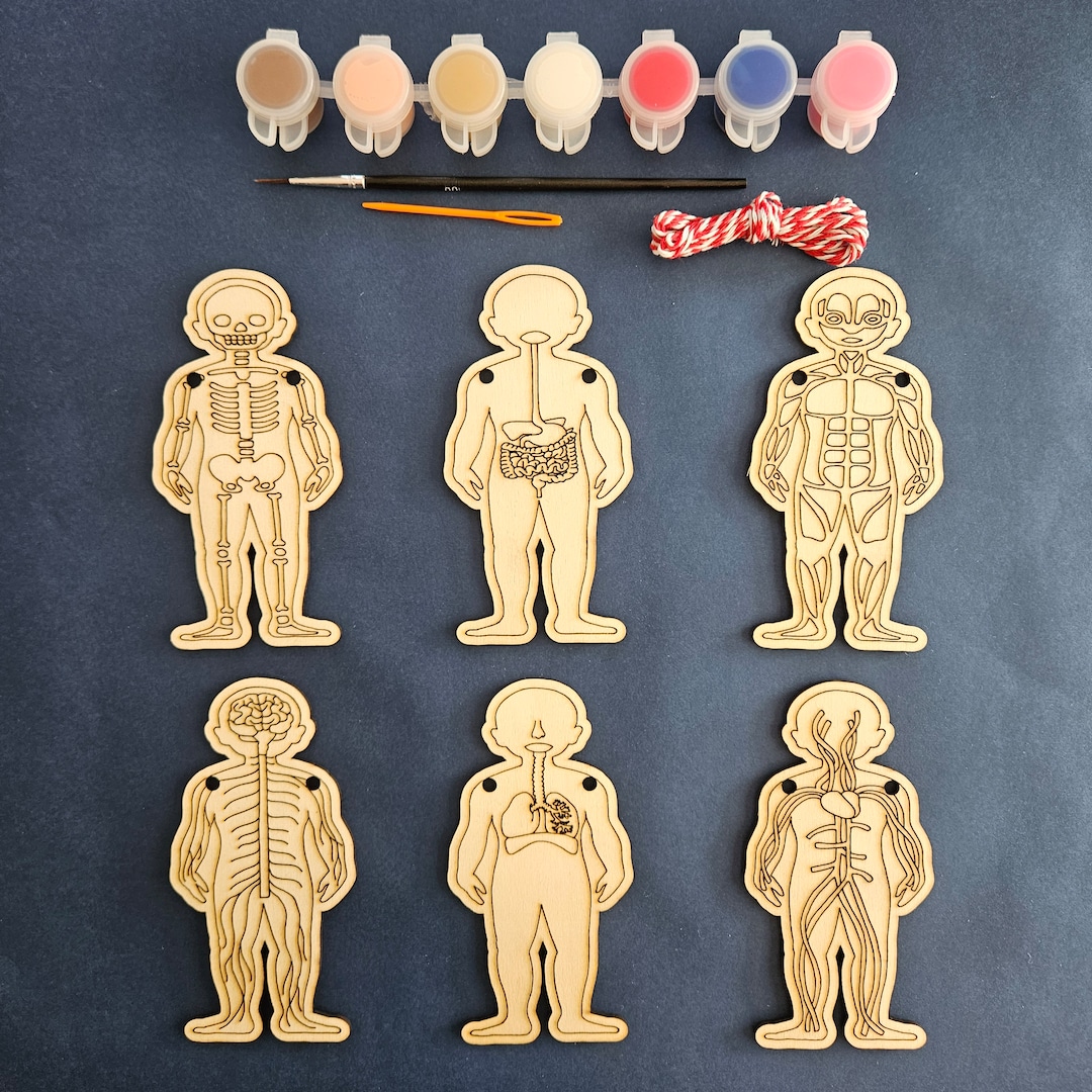 DIY Human Body Educational Wood Garland Craft (hand Drawn)- Paint and ...