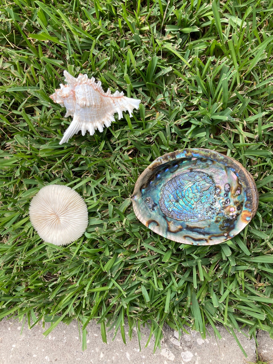 Abalone Shell & Coral Display Set: Coastal Decor - Etsy