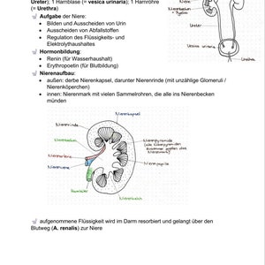Urinary System Cheat Sheet - Etsy