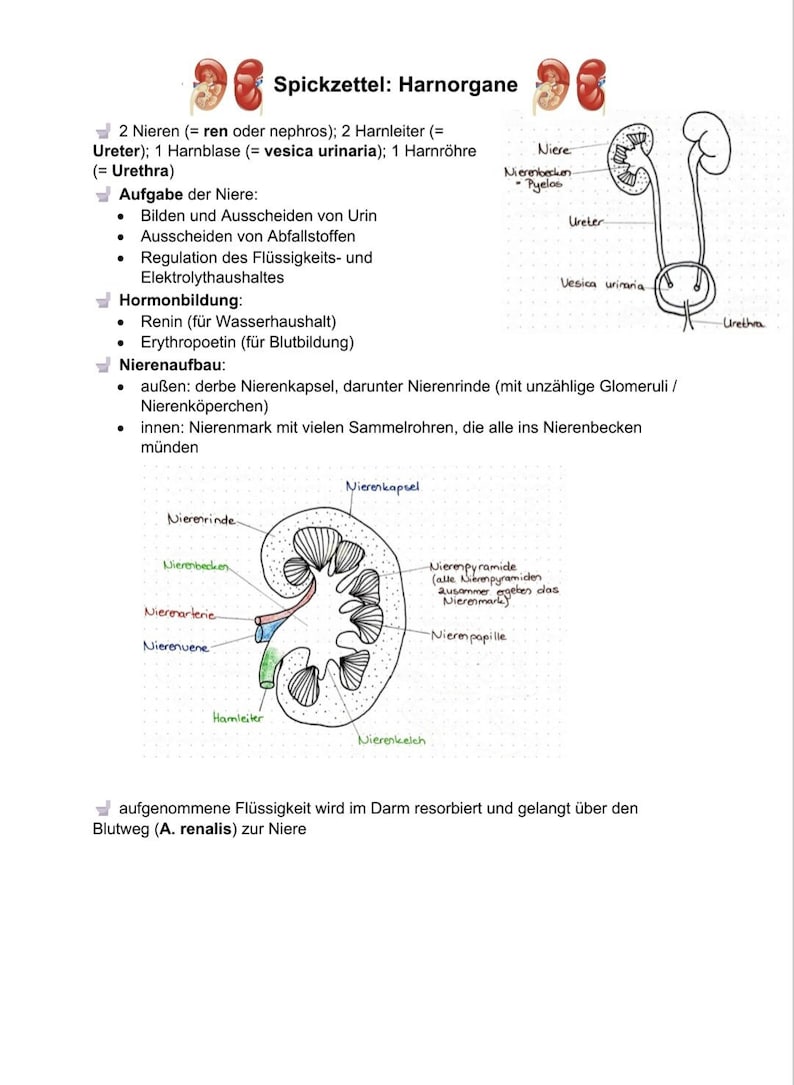 Urinary System Cheat Sheet - Etsy
