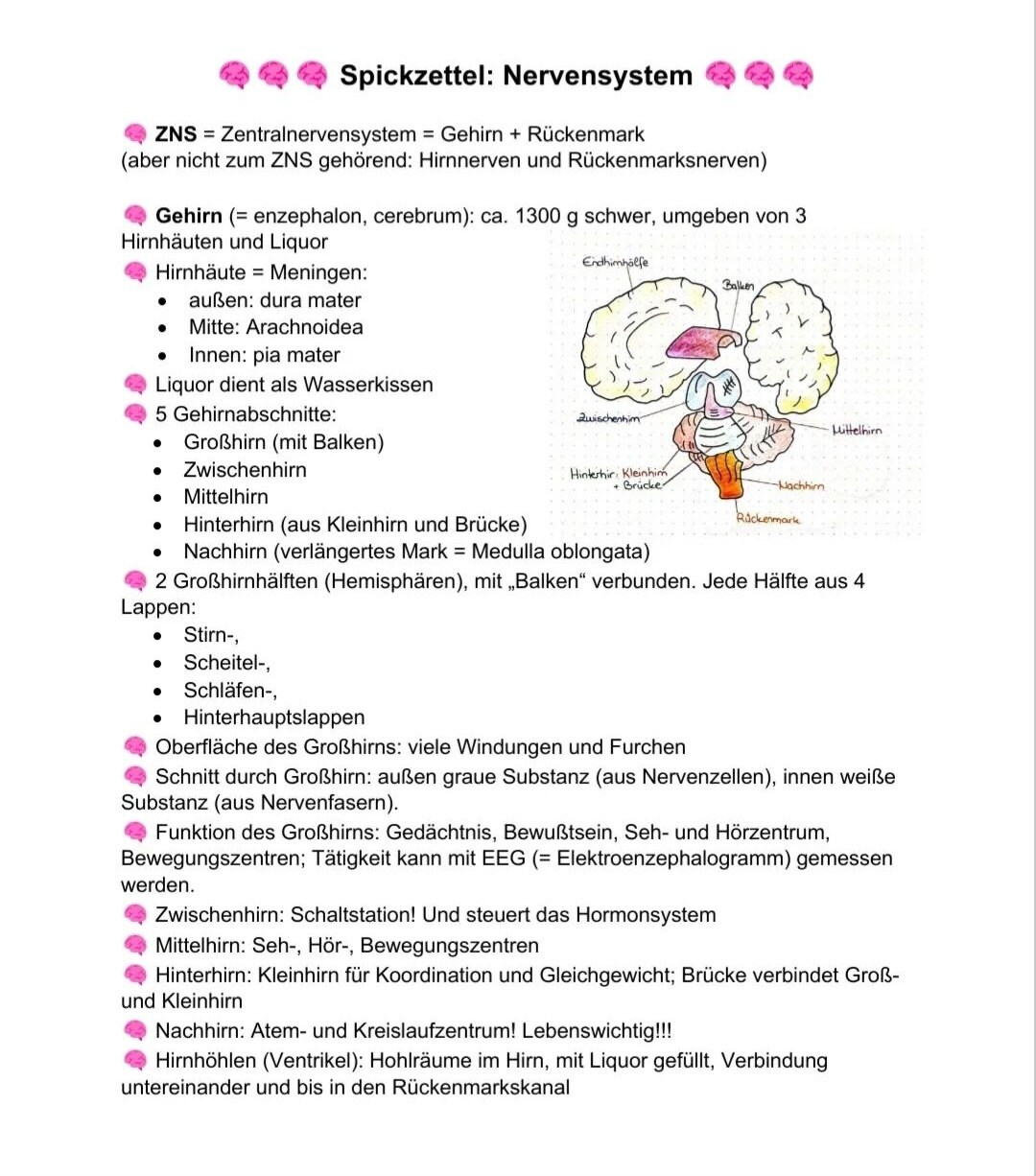 Cheat Sheet: Nervous System - Etsy