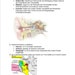 Cheat Sheet Eye and Ear - Etsy
