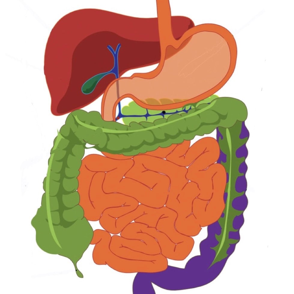 Hoja de trucos del sistema digestivo - Etsy España