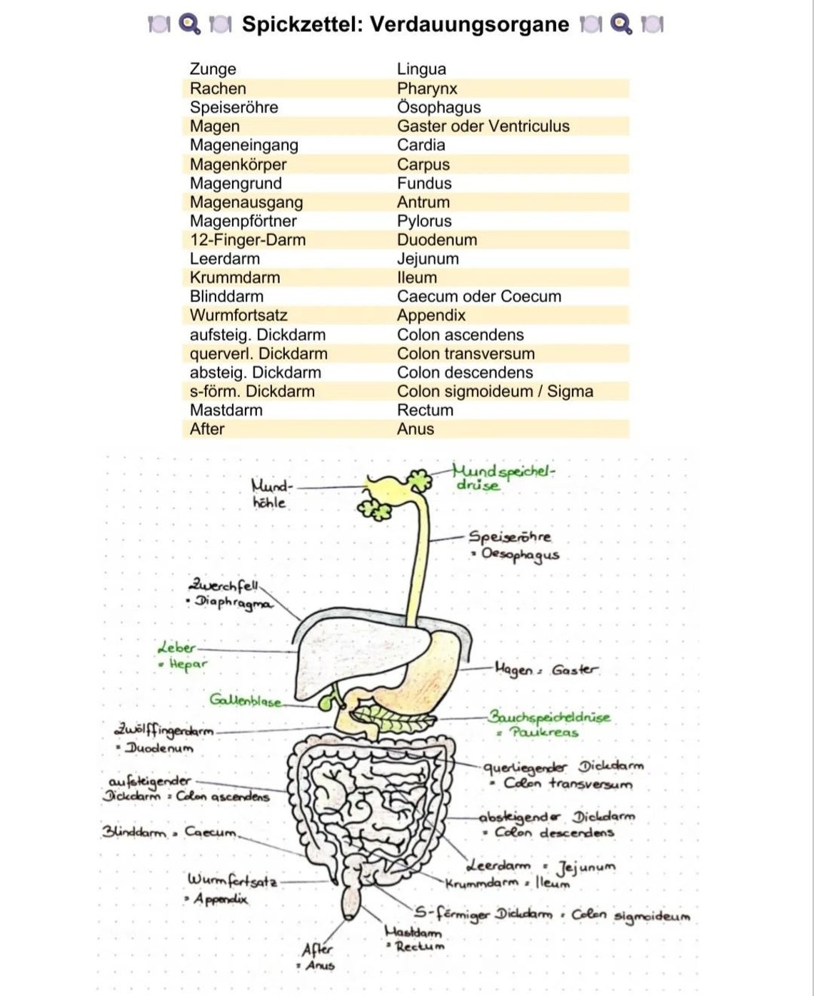 Digestive System Cheat Sheet - Etsy