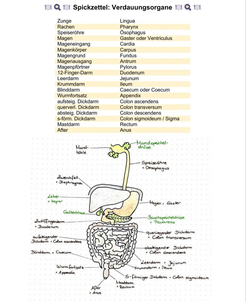 Digestive System Cheat Sheet - Etsy
