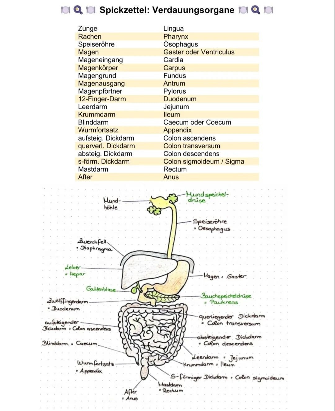 Digestive System Cheat Sheet - Etsy