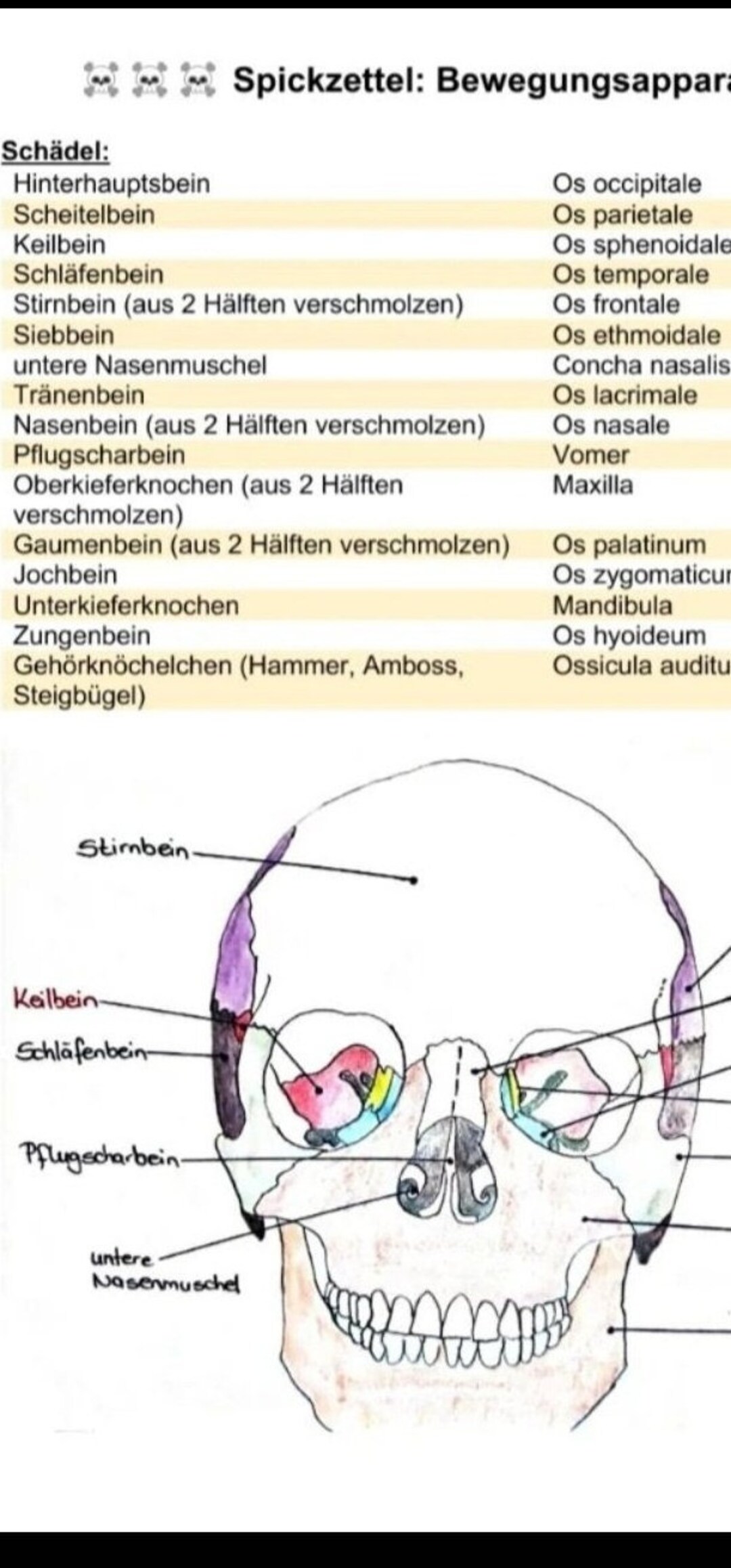 Musculoskeletal System Cheat Sheet - Etsy