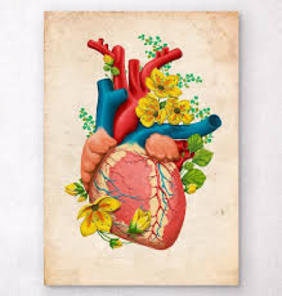Cardiovascular System Cheat Sheet - Etsy Cardiovascular System Cheat Sheet - Etsy
