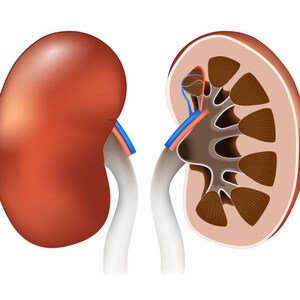 Urinary System Cheat Sheet - Etsy