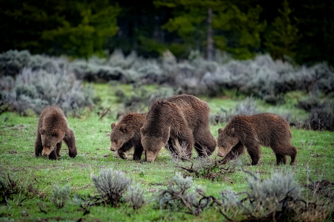Grizzly 610 & Cubs Wall Art Photo - Etsy