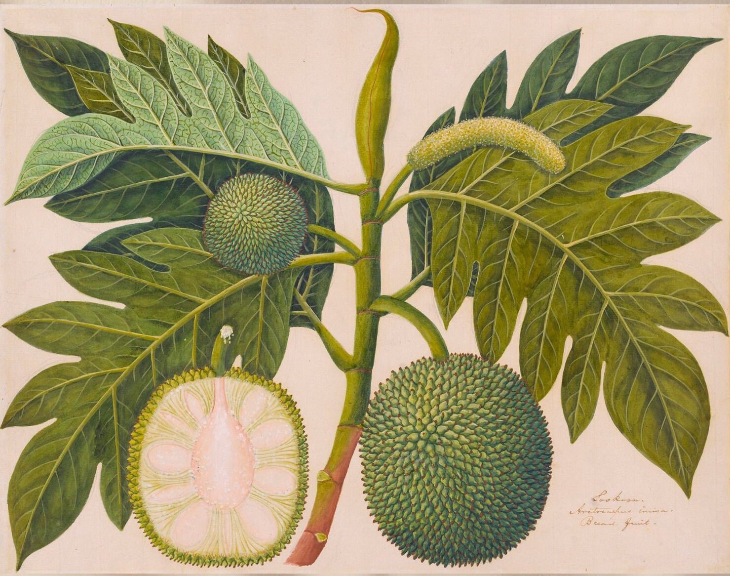 Vintage Breadfruit Plant Print Digital Download | 18x14 Inches ...