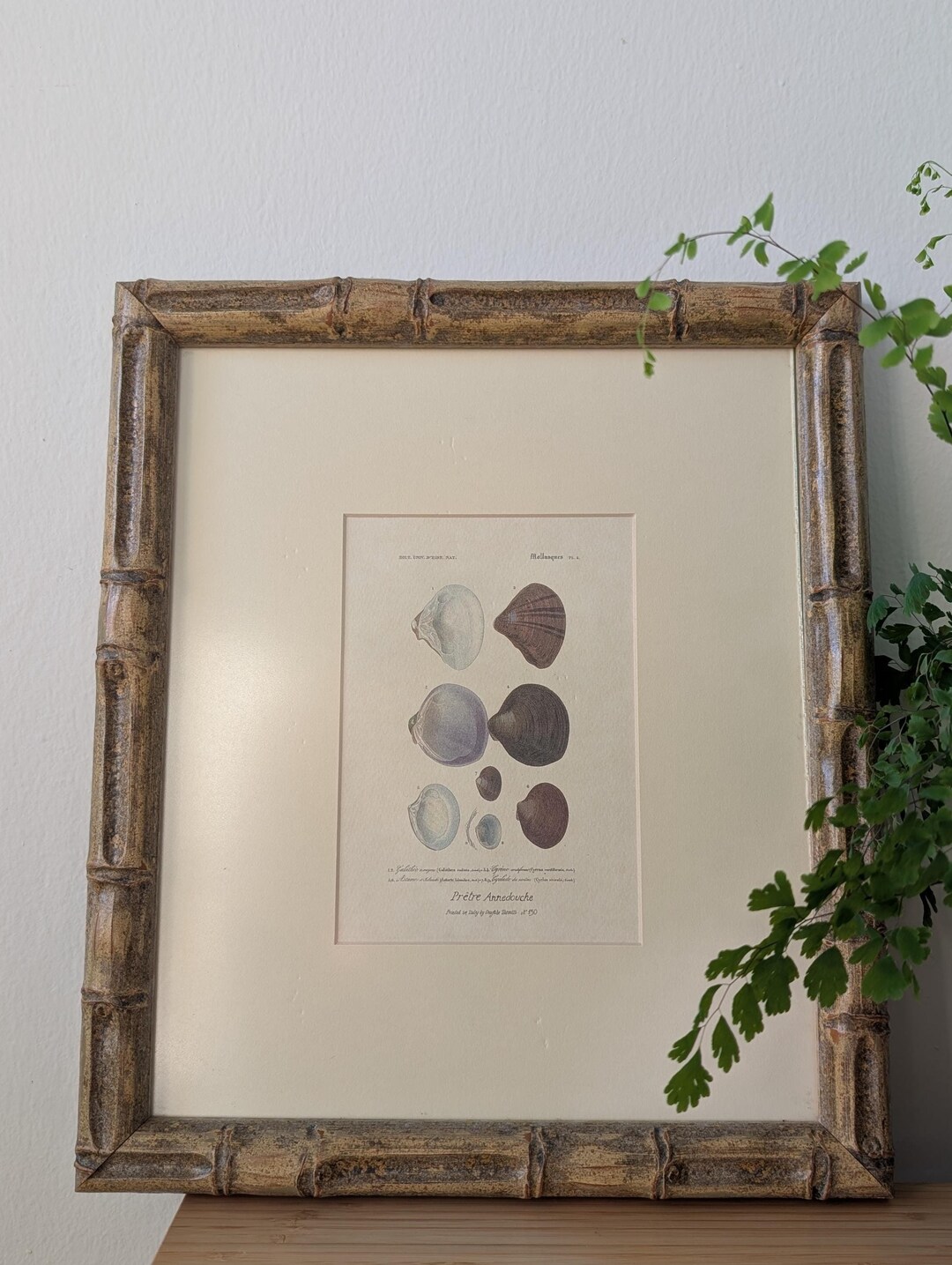 Vintage Framed Seashell Engraving Print Wall Art Printed in Italy by ...