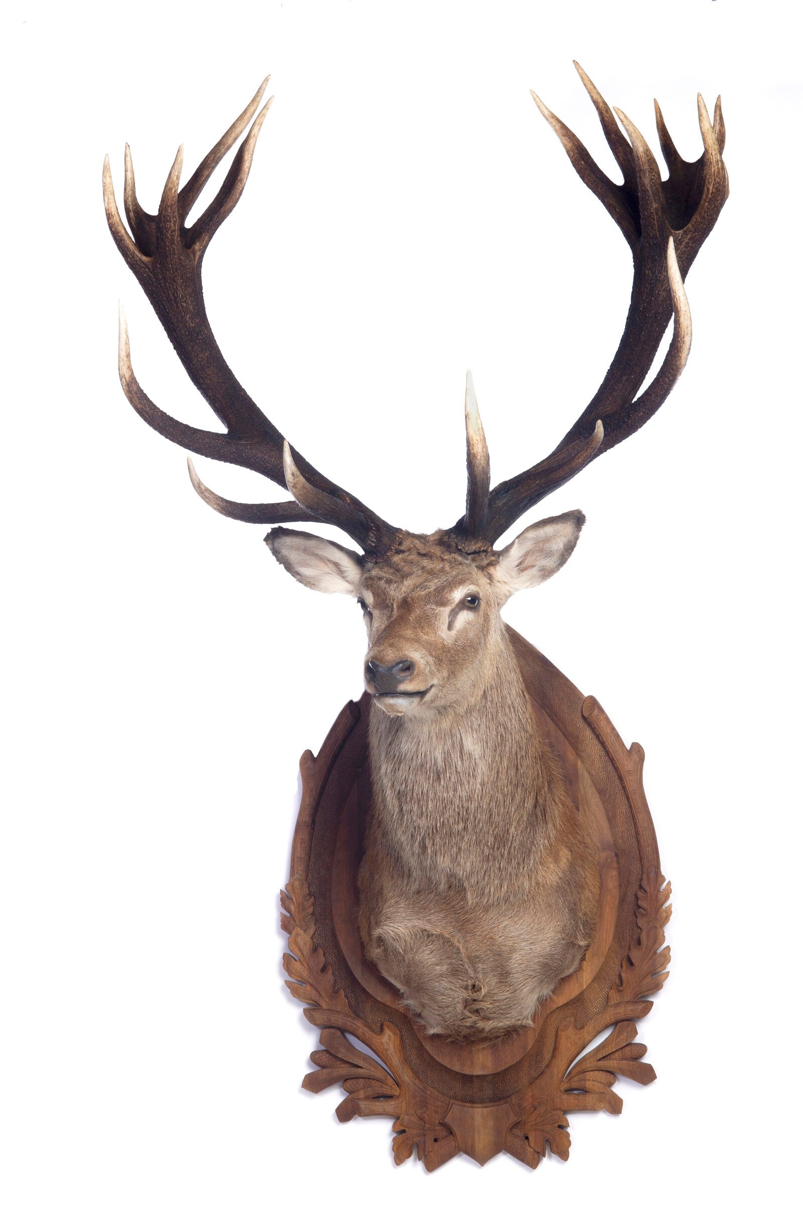 Red Stag Mount - Etsy