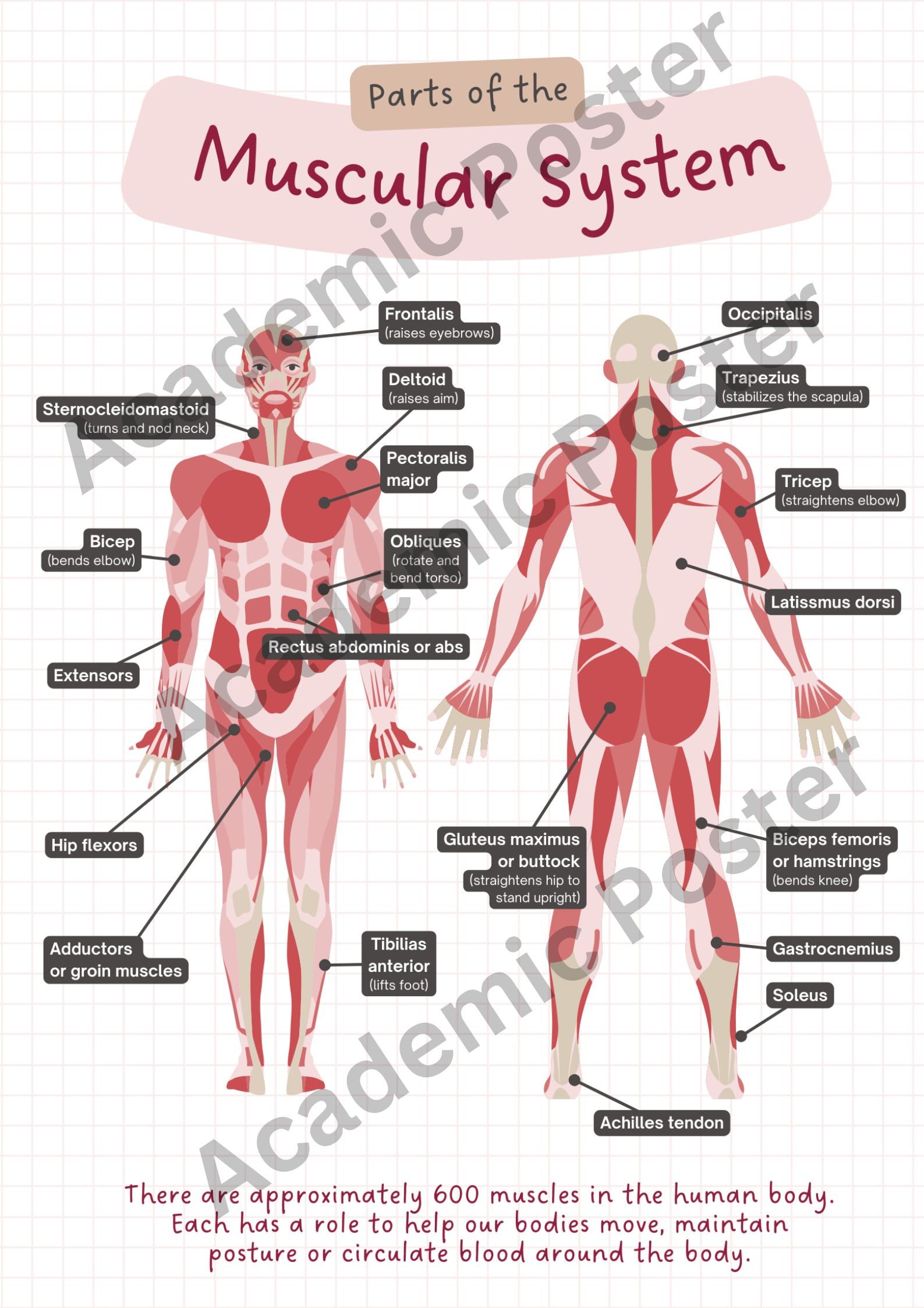 Anatomy Wall Art: Educational Poster for Learning 12 Human Body Systems ...