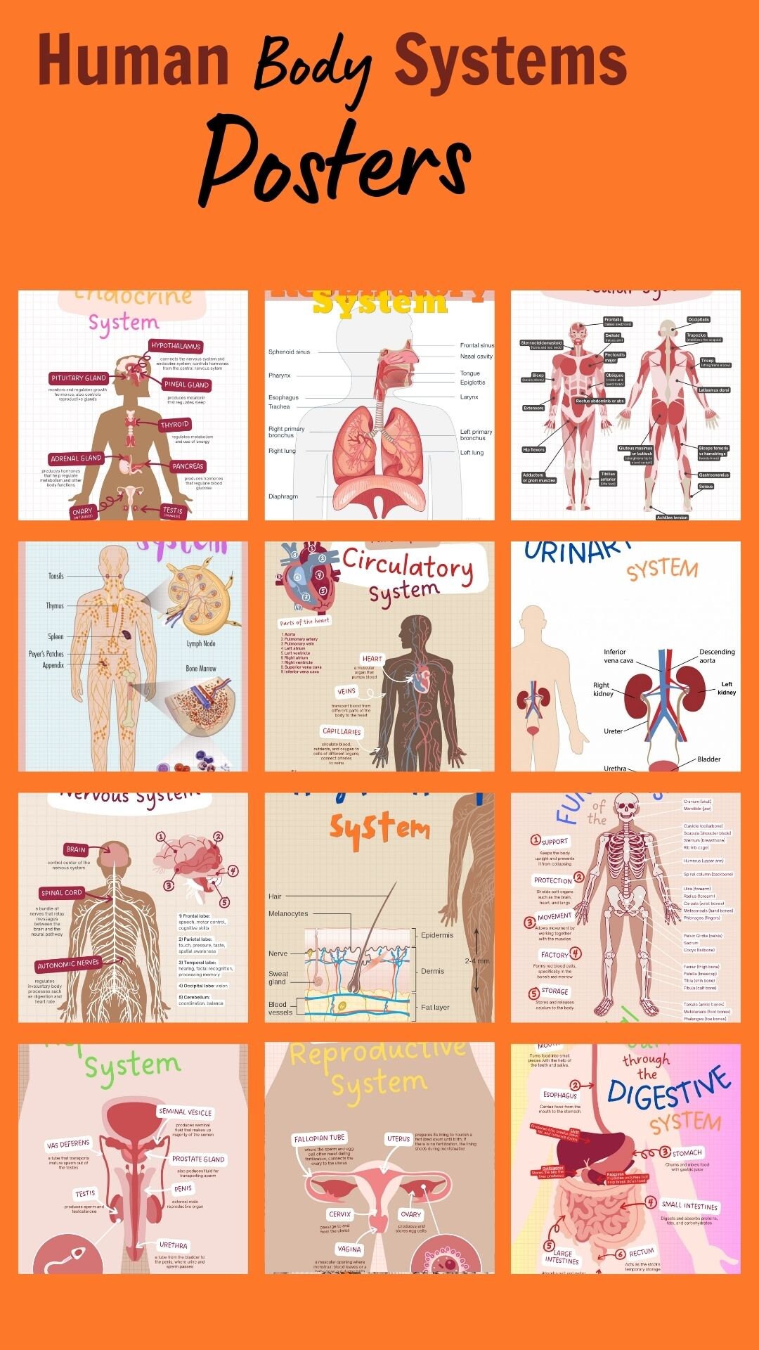 Anatomy Wall Art: Educational Poster for Learning 12 Human Body Systems ...