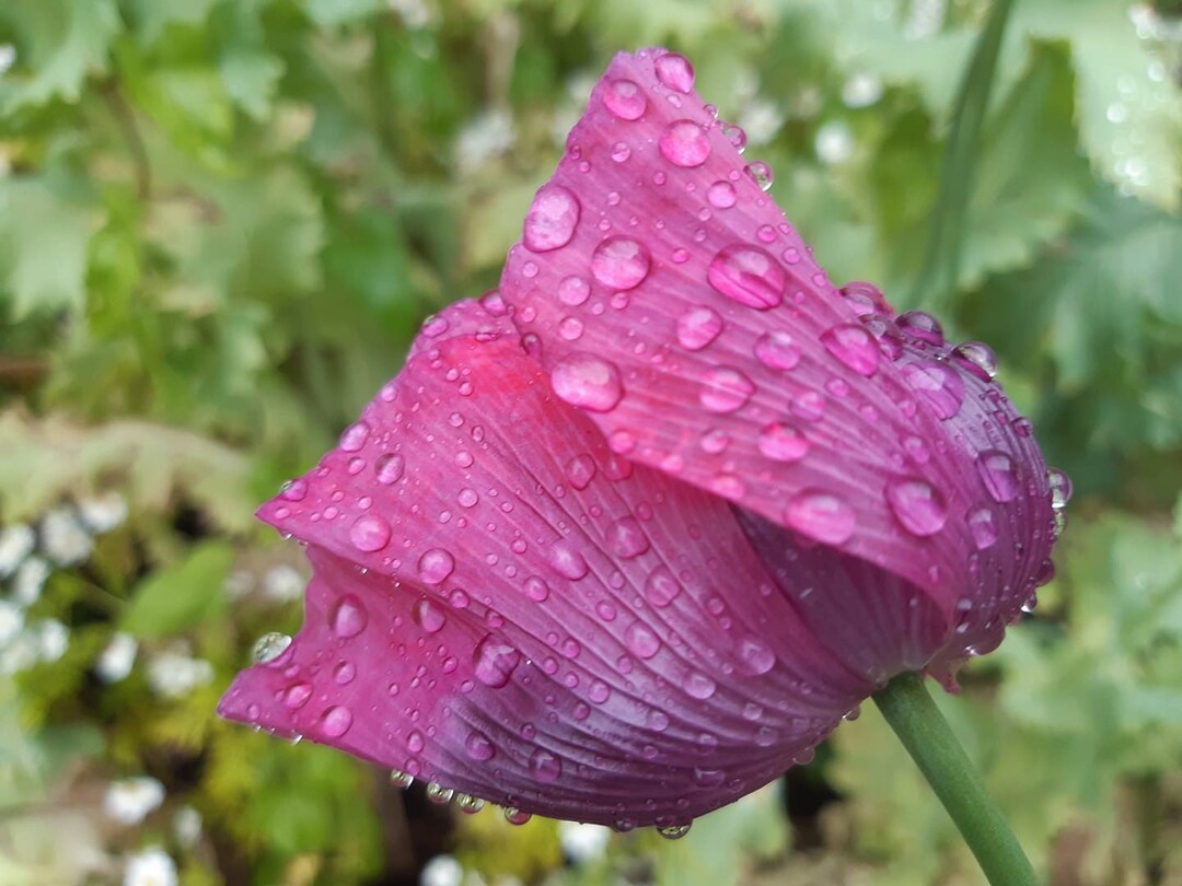 Huge Purple & Red Poppy Flower Mix Seeds - Etsy Canada
