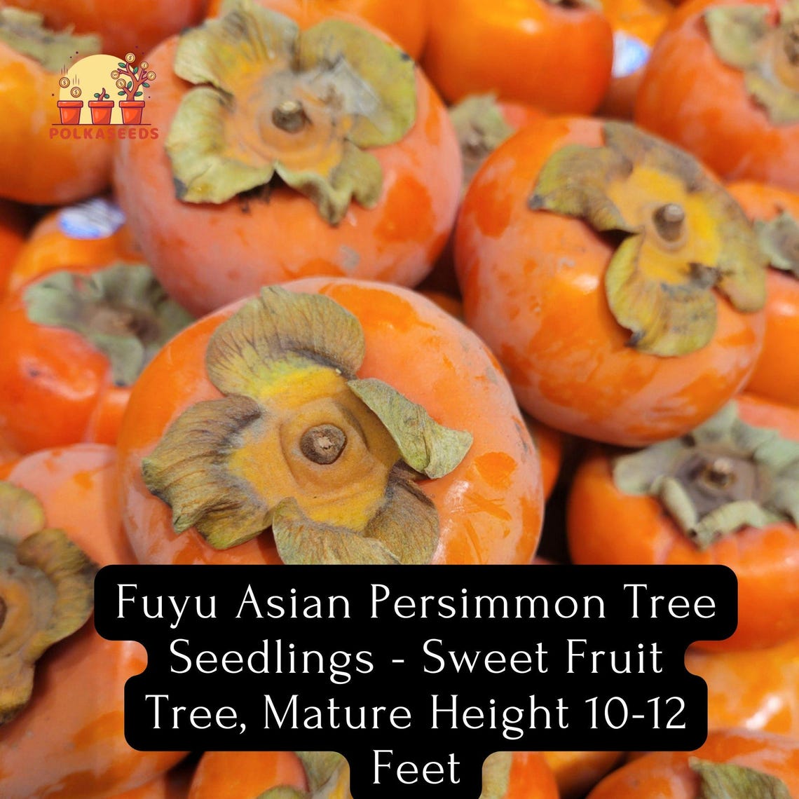 Fuyu Asian Persimmon Tree Seedlings Sweet Fruit Tree, Mature Height 10 ...