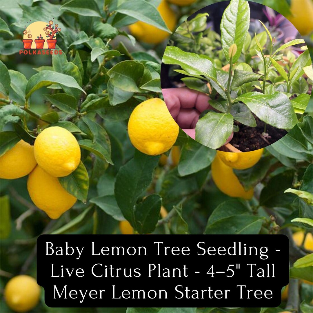 Baby Lemon Tree Seedling Live Citrus Plant 45 Tall Meyer Lemon Starter ...