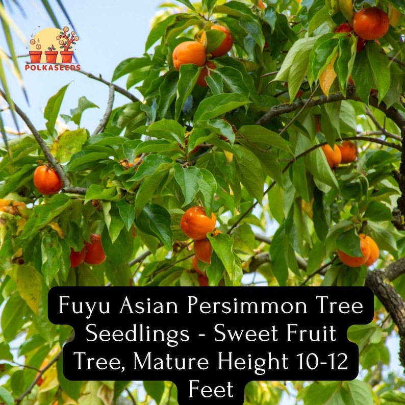 Fuyu Asian Persimmon Tree Seedlings Sweet Fruit Tree, Mature Height 10 ...