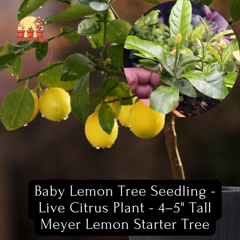 Baby Lemon Tree Seedling Live Citrus Plant 45 Tall Meyer Lemon Starter ...
