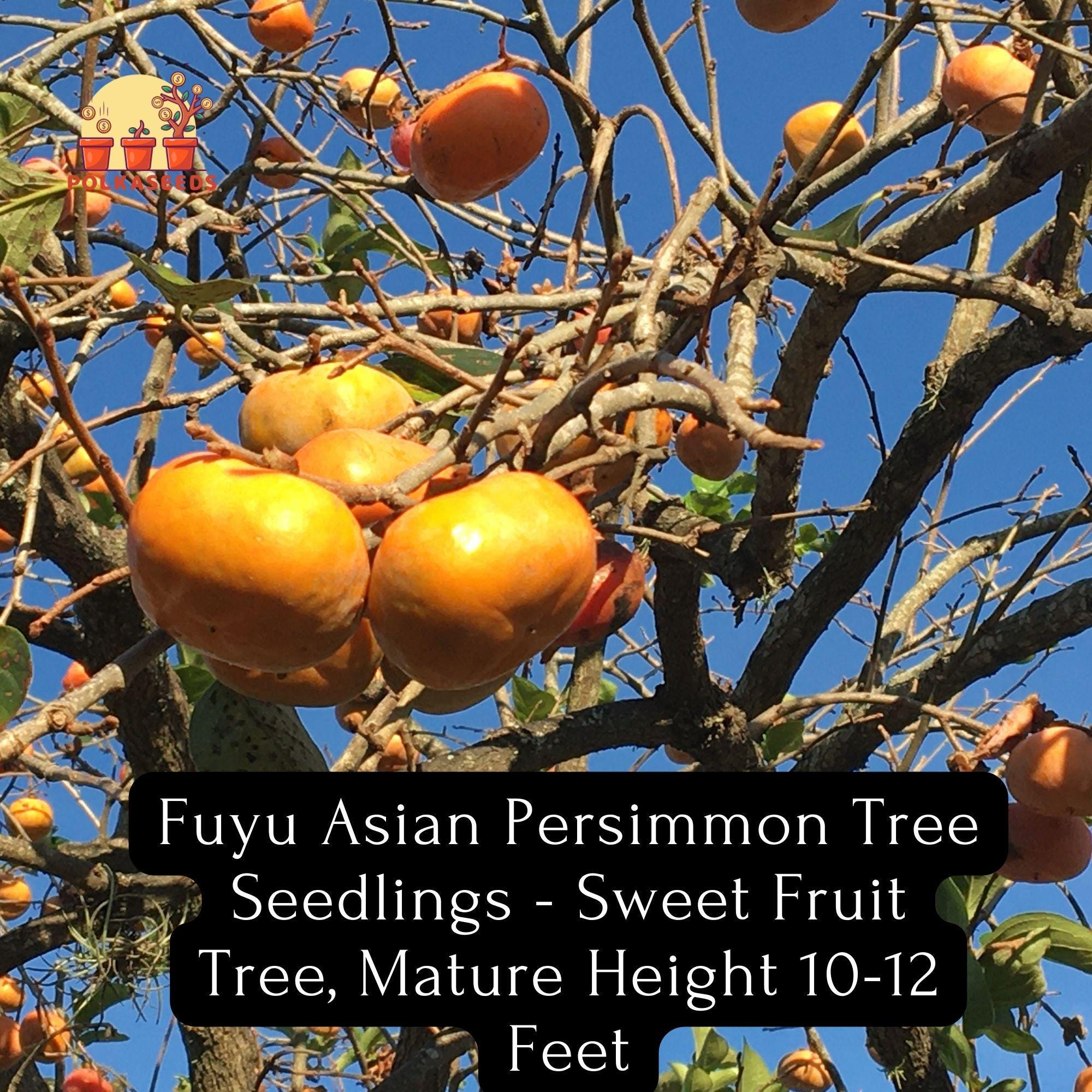 Fuyu Asian Persimmon Tree Seedlings Sweet Fruit Tree, Mature Height 10 ...