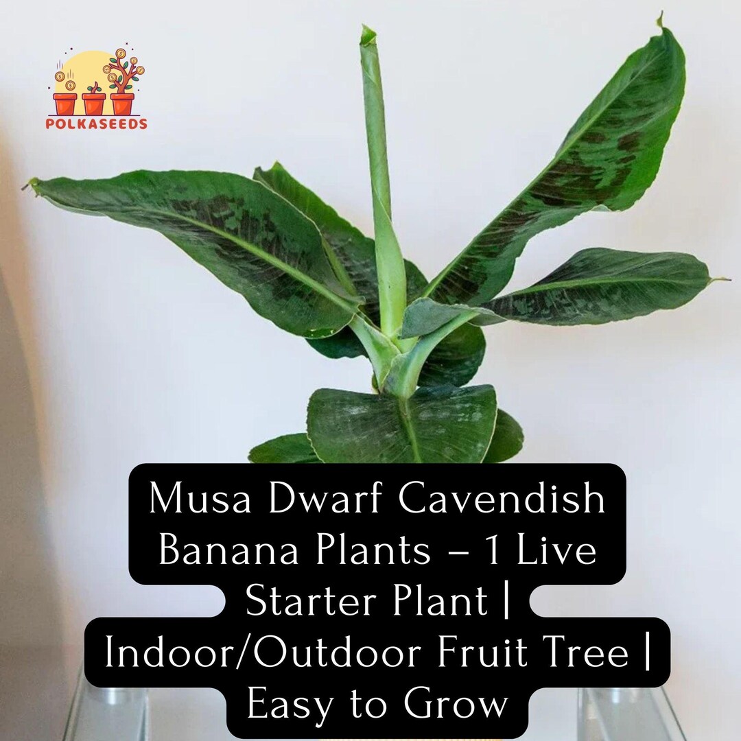 Musa Dwarf Cavendish Banana Plants 1 Live Starter Plant Indoor/outdoor ...