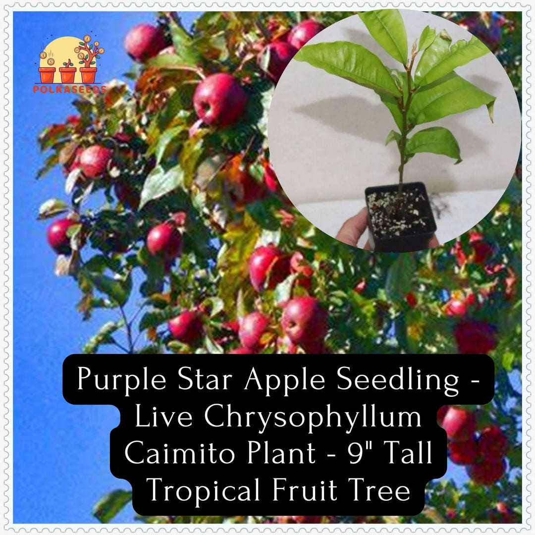 Purple Star Apple Seedling Live Chrysophyllum Caimito Plant 9 Tall ...