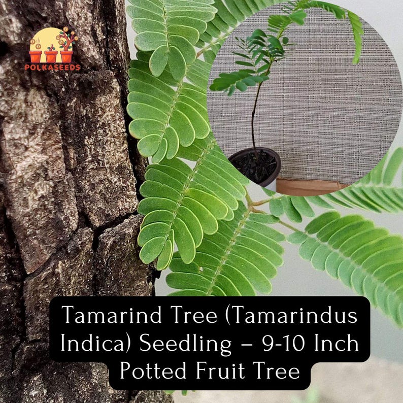 Tamarind Tree tamarindus Indica Seedling 9-10 Inch Potted Fruit Tree - Etsy