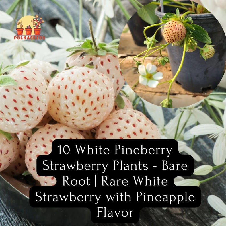 10 White Pineberry Strawberry Plants Bare Root Rare White Strawberry ...