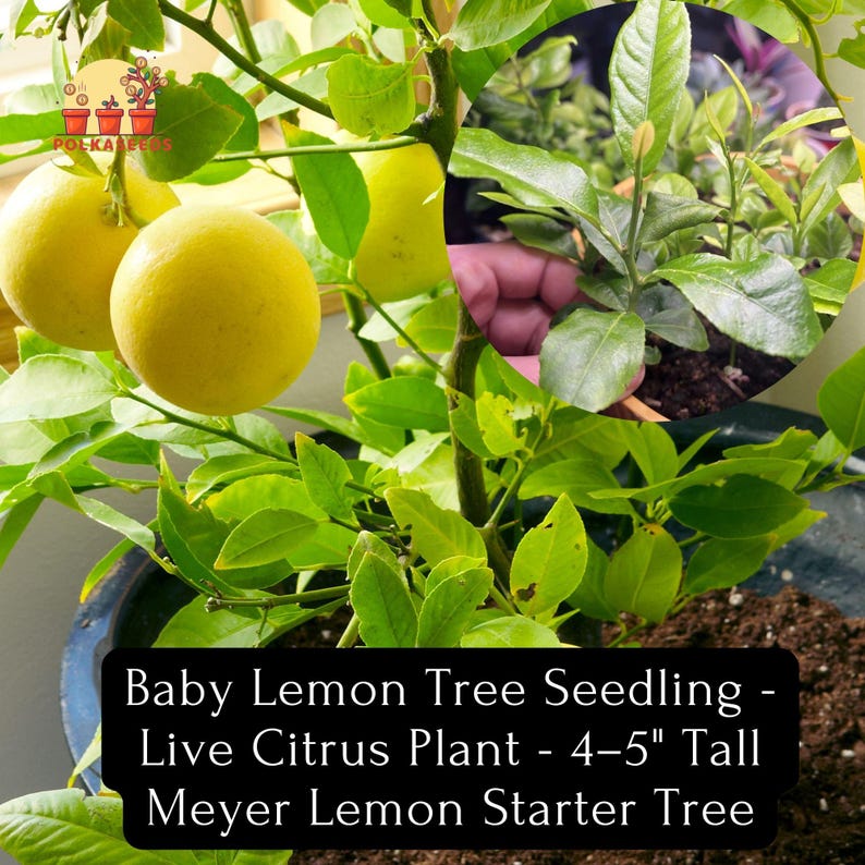 Baby Lemon Tree Seedling Live Citrus Plant 45 Tall Meyer Lemon Starter ...