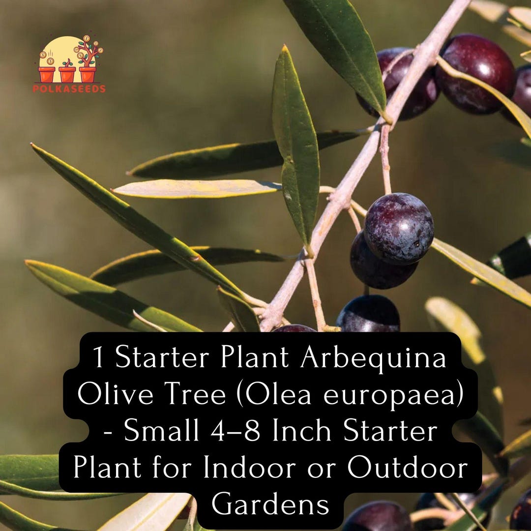 1 Starter Plant Arbequina Olive Tree olea Europaea Small 48 Inch ...