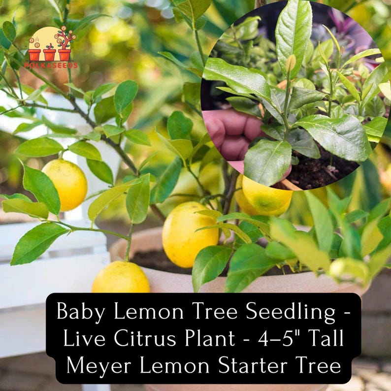 Baby Lemon Tree Seedling Live Citrus Plant 45 Tall Meyer Lemon Starter ...