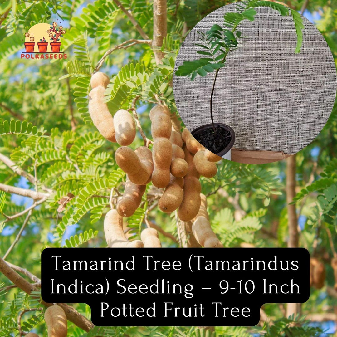 Tamarind Tree tamarindus Indica Seedling 9-10 Inch Potted Fruit Tree - Etsy
