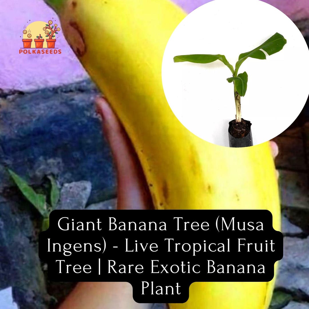 Giant Banana Tree musa Ingens Live Tropical Fruit Tree Rare Exotic ...