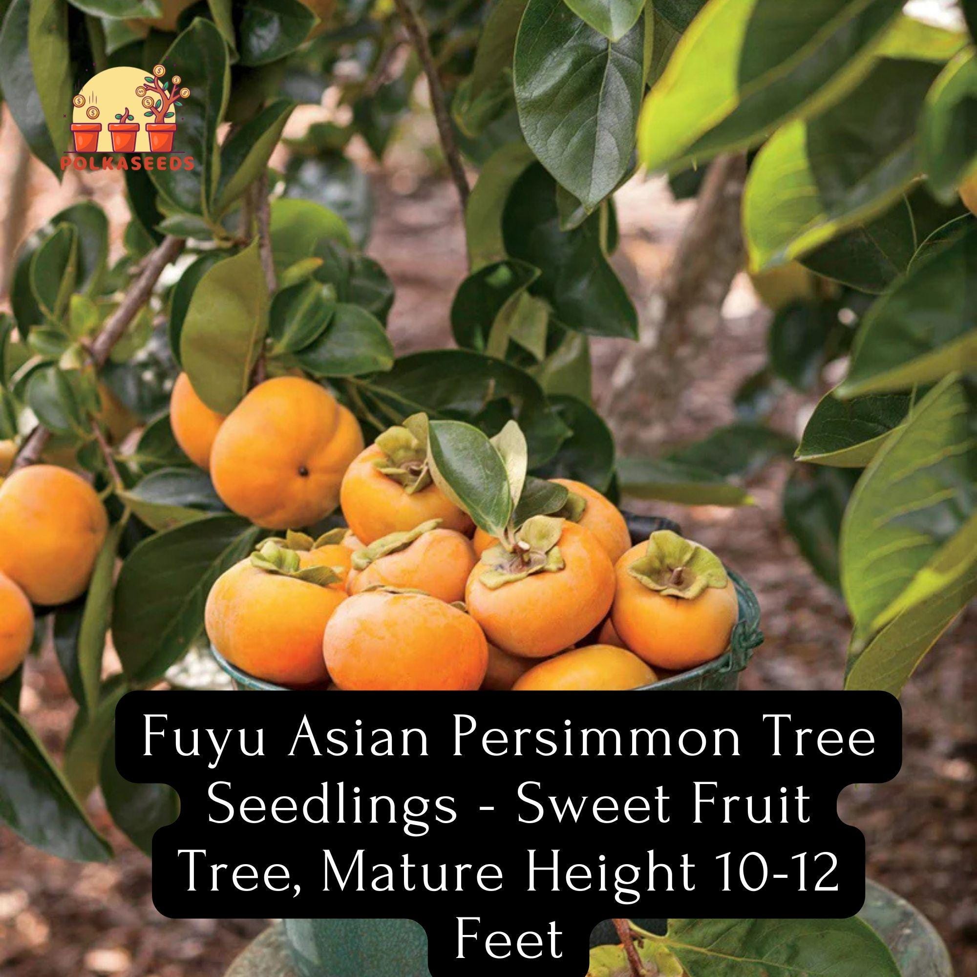 Fuyu Asian Persimmon Tree Seedlings Sweet Fruit Tree, Mature Height 10 ...
