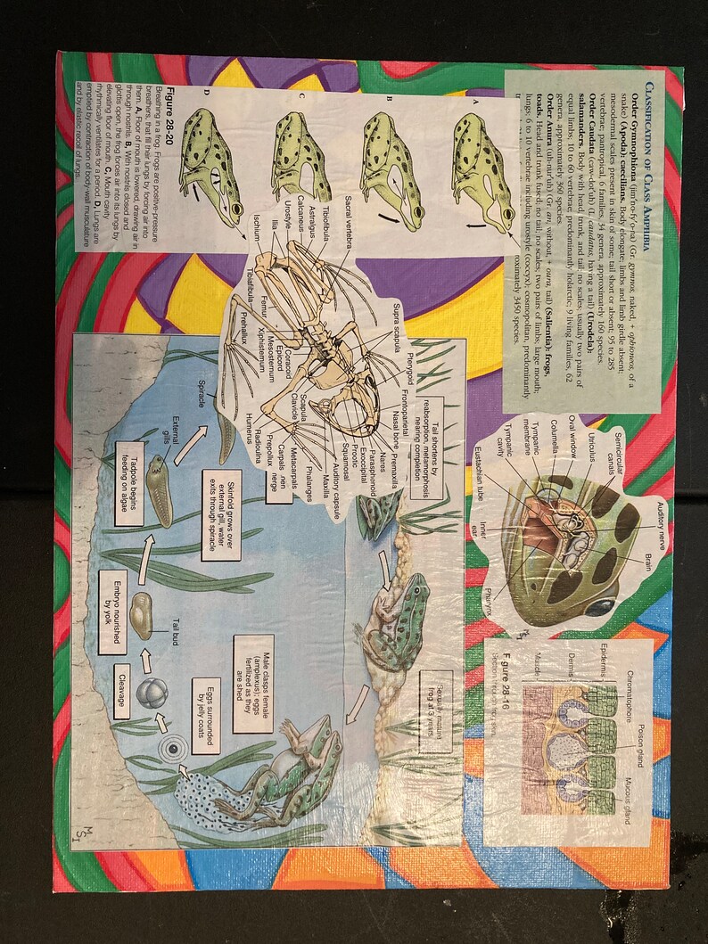Frog Biology Collage - Etsy