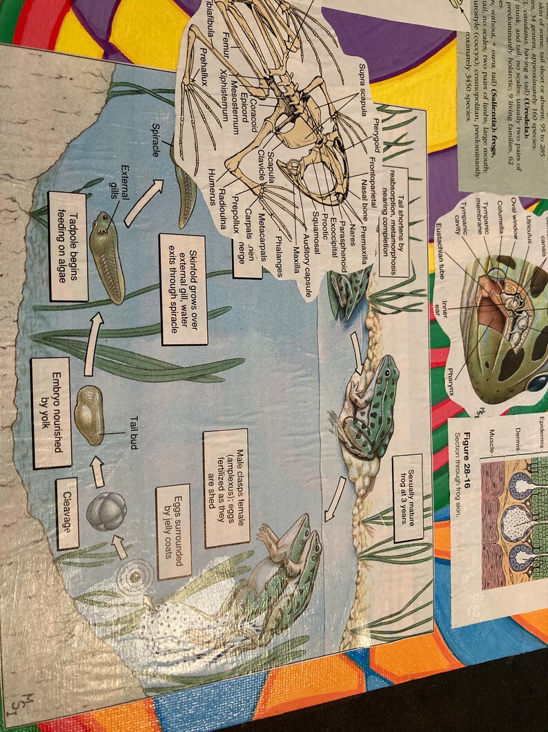 Frog Biology Collage - Etsy