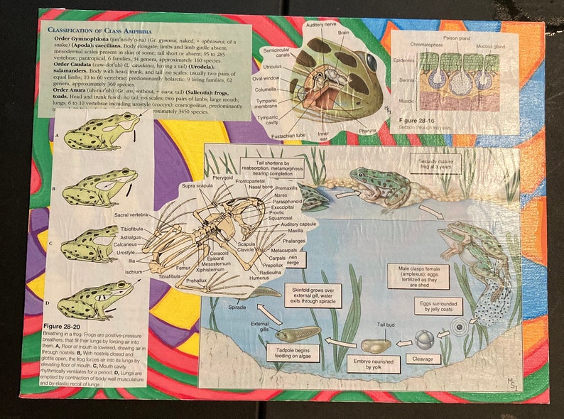 Frog Biology Collage - Etsy