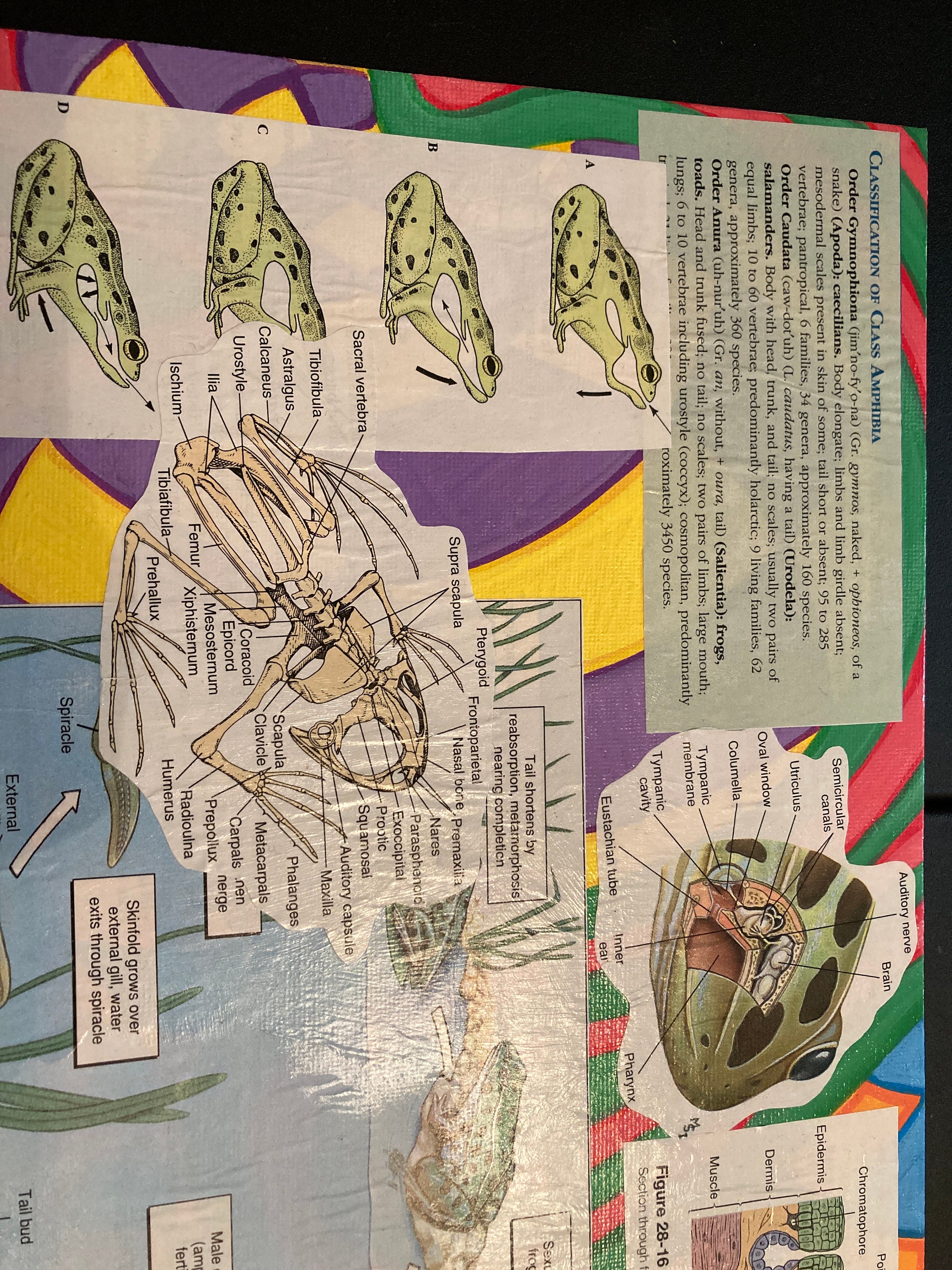 Frog Biology Collage - Etsy