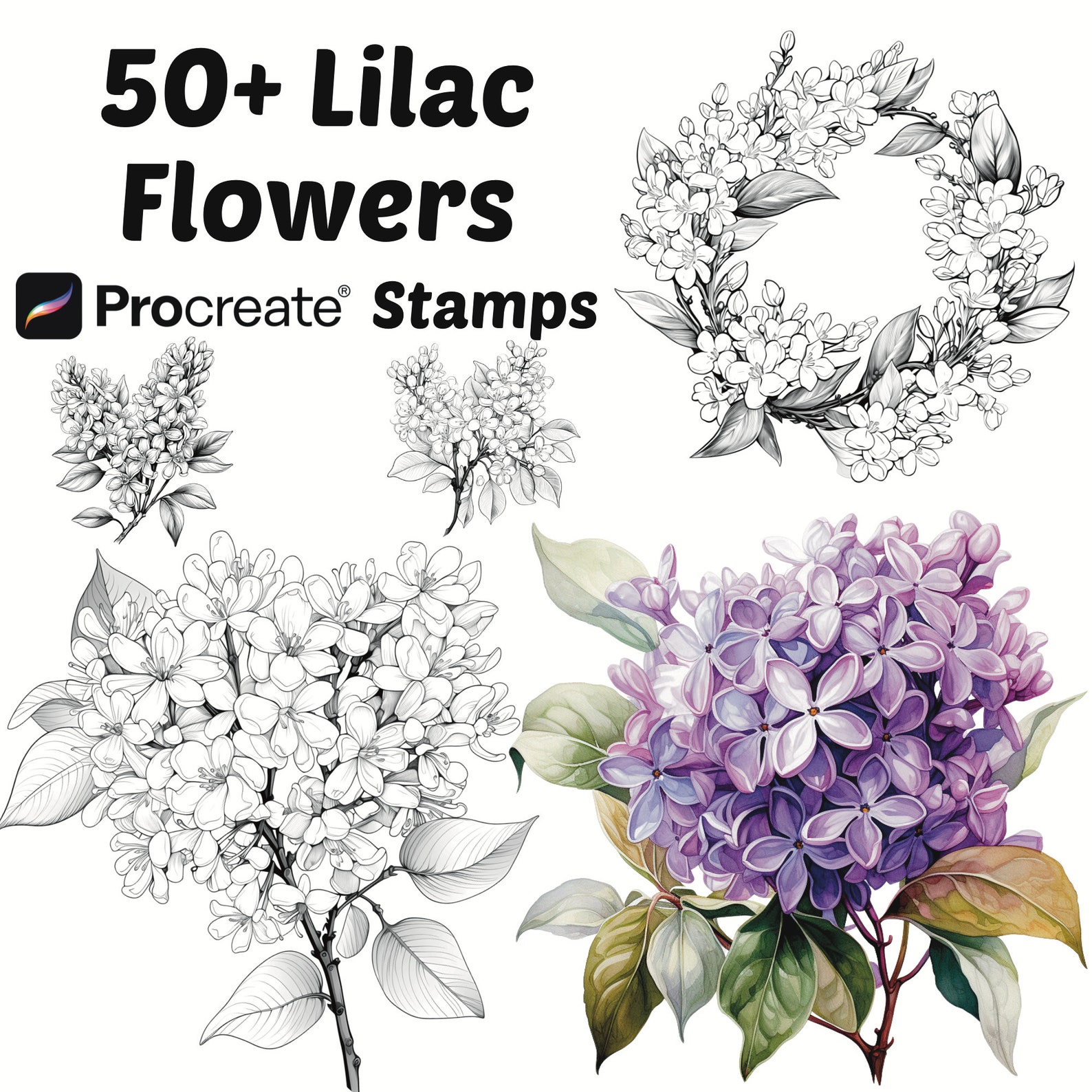 Procreate Lilac Flower Stamps 50 Lilac Flower Procreate Brushes ...
