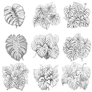 Botanical PNG | 60 Monstera Leaves Png | Leaf PNG | Tropical Leaves ...