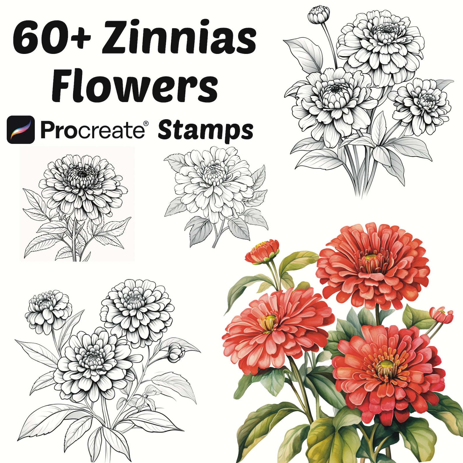 Procreate Zinnias Flower Stamps 50 Zinnias Flower Procreate - Etsy