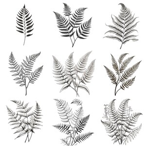 Procreate Fern Leaf Stamps | 100+ Fern Leaves Procreate Brushes ...