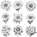 Flowers PNG | 70 Daisy Flowers Png | Daisy Flowers PNG | Wildflowers ...