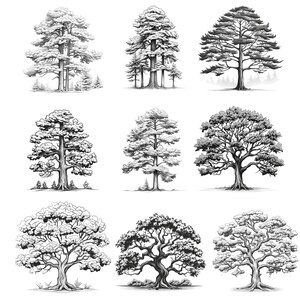 Procreate Trees Stamps | 100+ Trees Procreate Brushes | Botanical ...