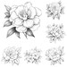Flowers PNG | 50 Camellia Flowers Png | Floral PNG | Wildflowers PNG ...