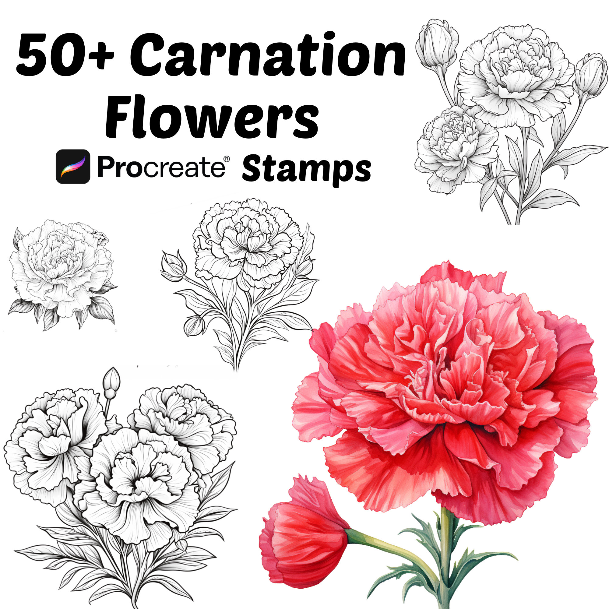 Procreate Carnation Flower Stamps 50 Carnation Flower - Etsy