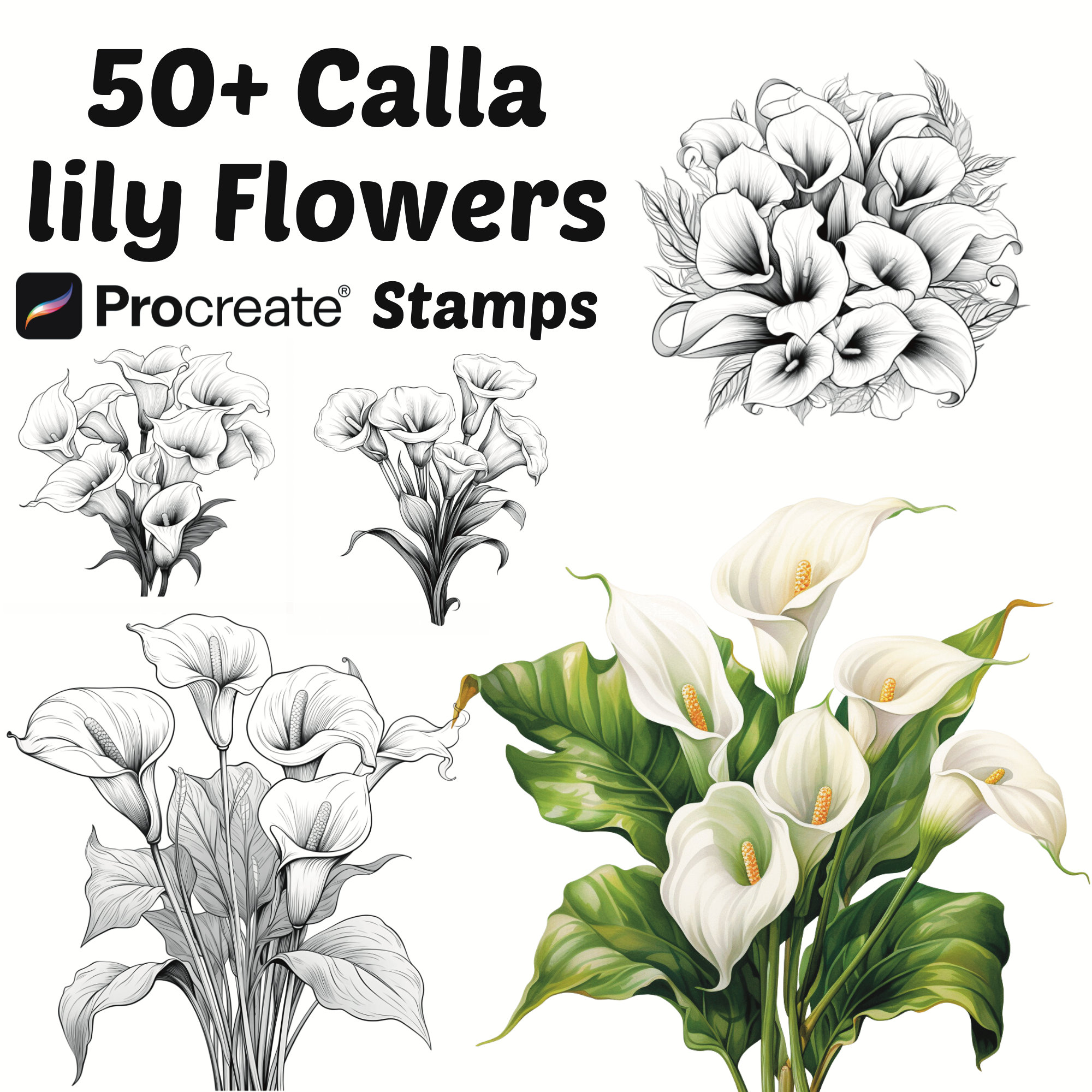 Procreate Calla Lily Flower Stamps 50 Calla Lily Flower Procreate ...
